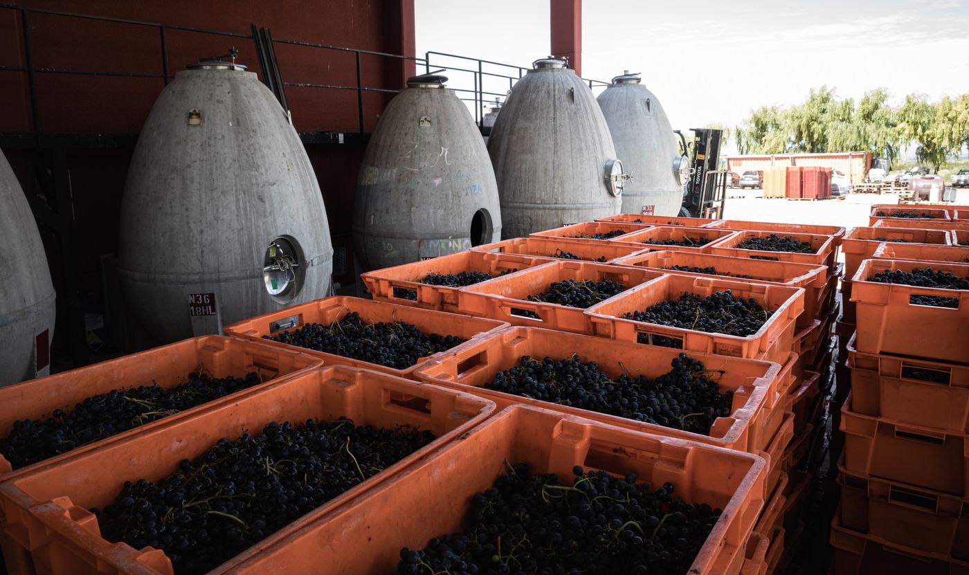 Sobre Nosotros | Zorzal Wines